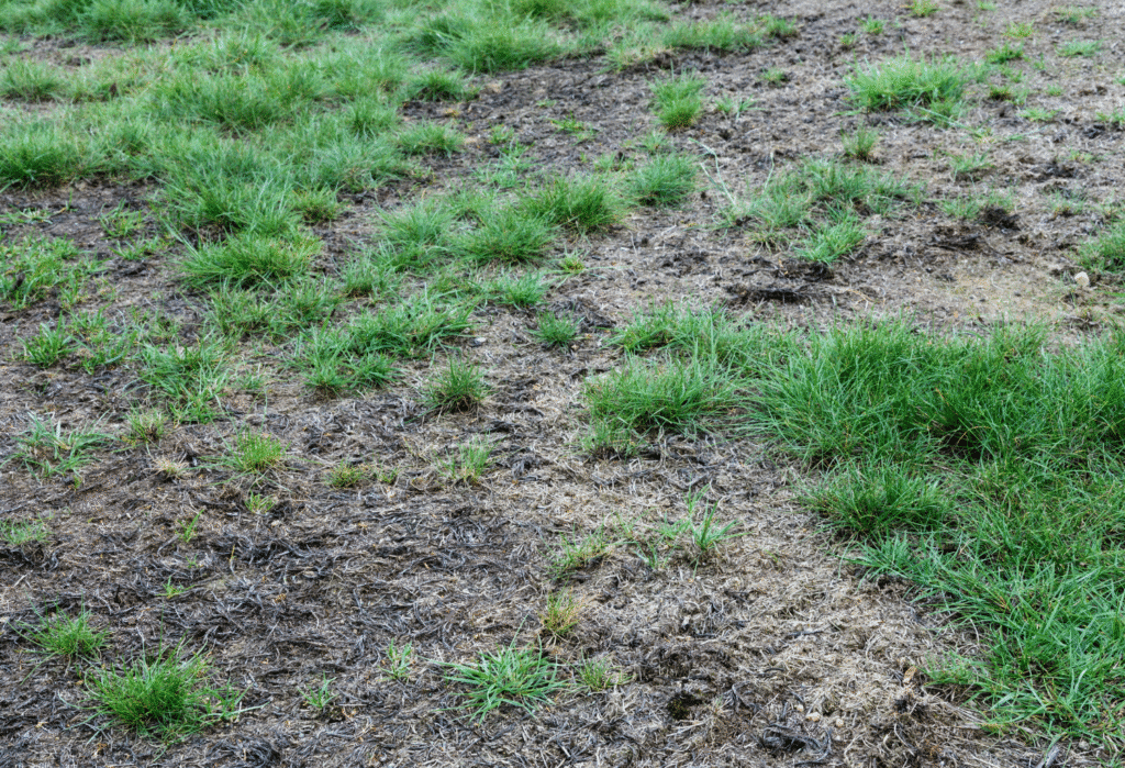 Lawn Disease Prevention - G & H Landscaping